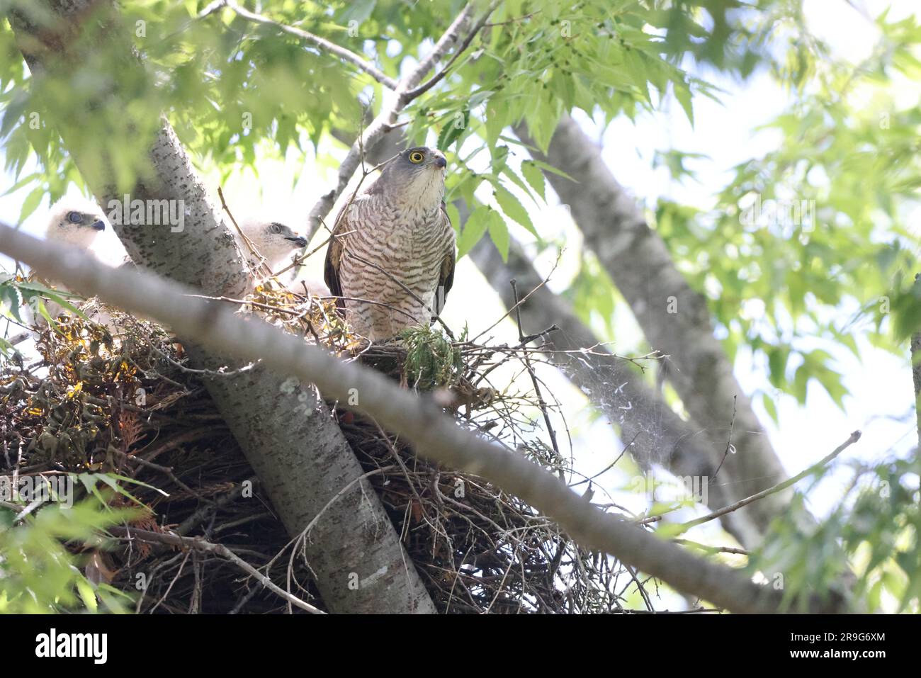 Japanese lesser sparrowhawk (Accipiter gularis) female in Japan Stock ...