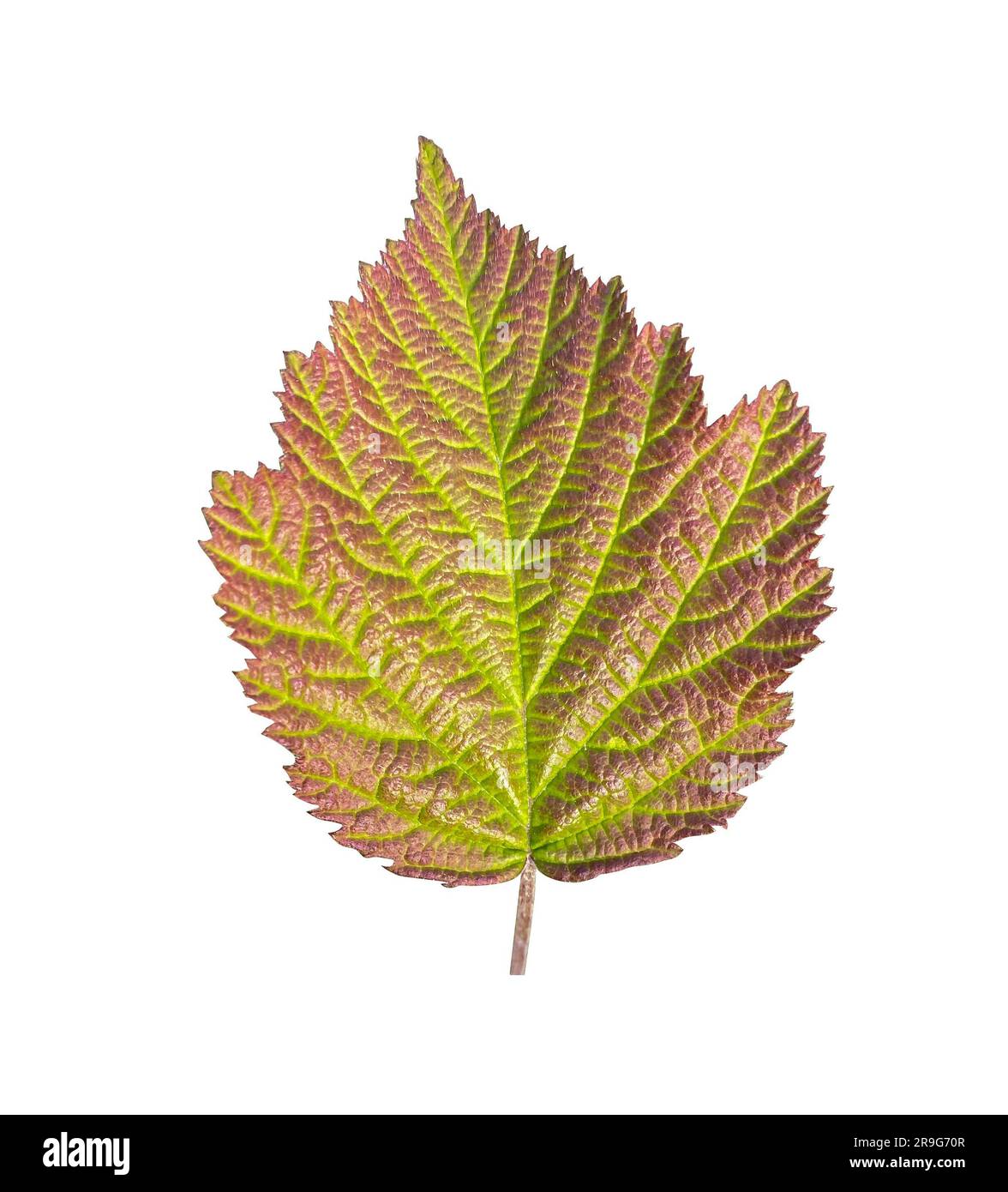 Leaf of blackberry. Leaf with clipping path. Blackberry leaf macro ...