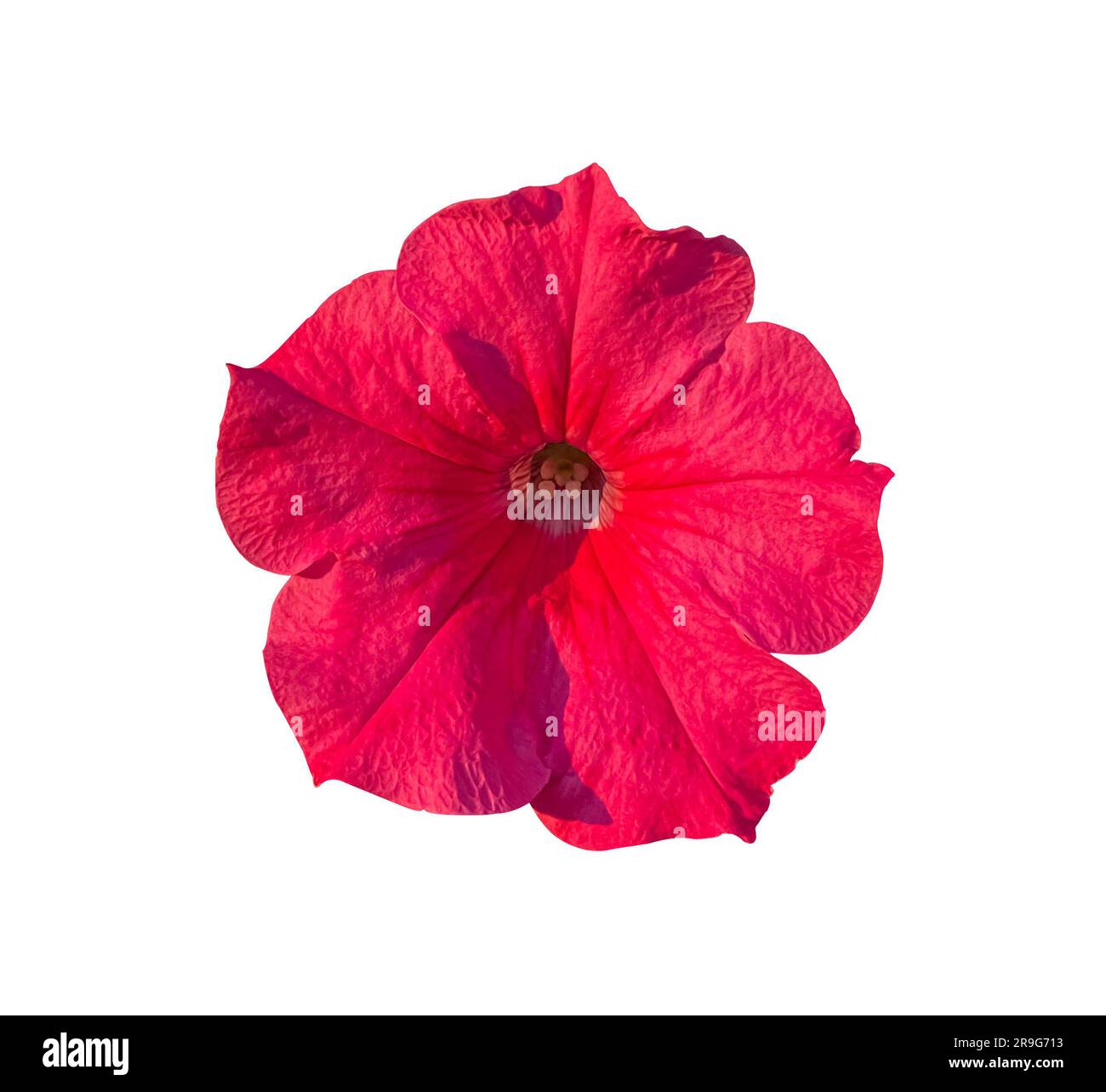 Bright Magenta Petunia flower closeup isolated on white background ...