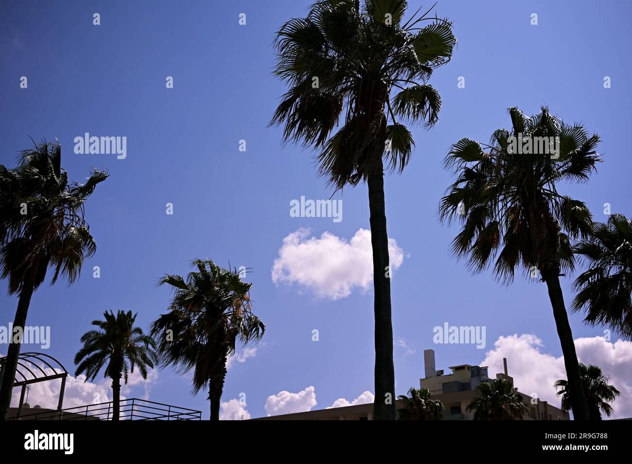 Panorama frame tall trees hi-res stock photography and images - Alamy