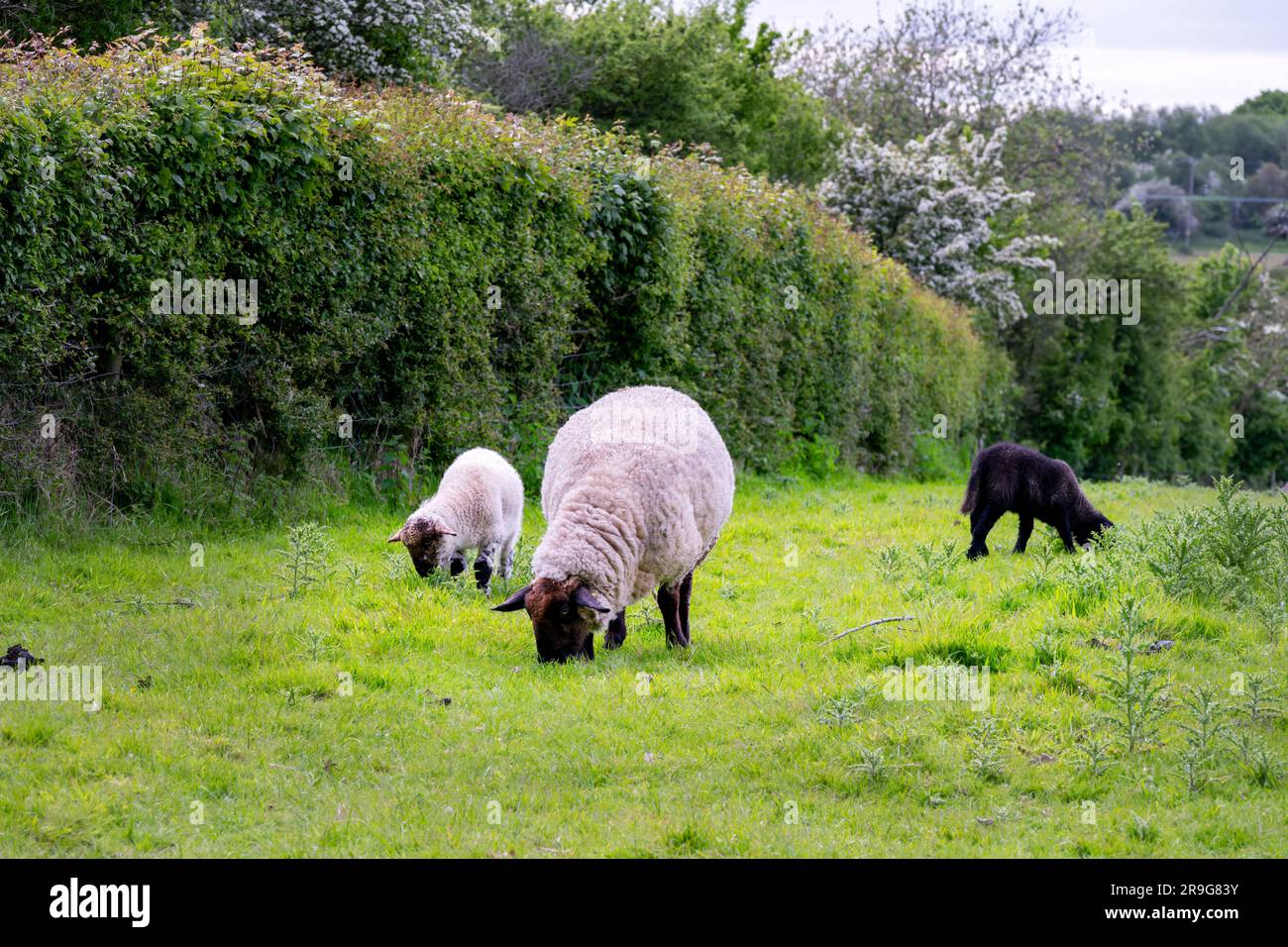 Black lamb hi-res stock photography and images - Alamy