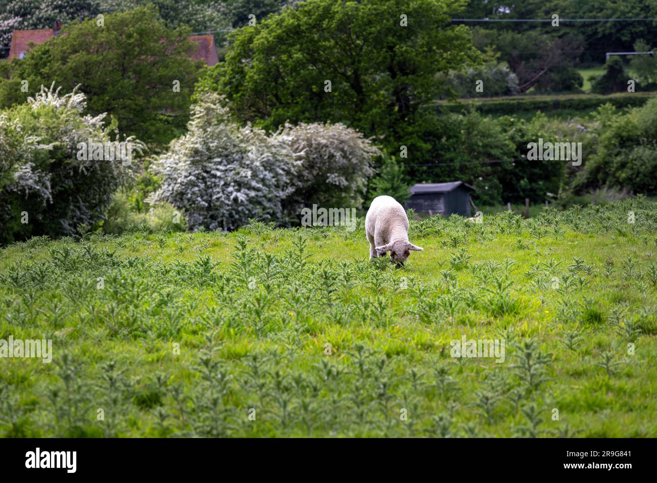 Lamb with spring flowers hi-res stock photography and images - Alamy