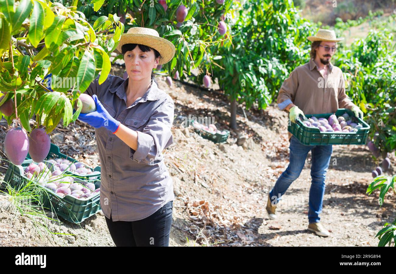 Farmer harvesting mangoes in mango hi-res stock photography and images ...