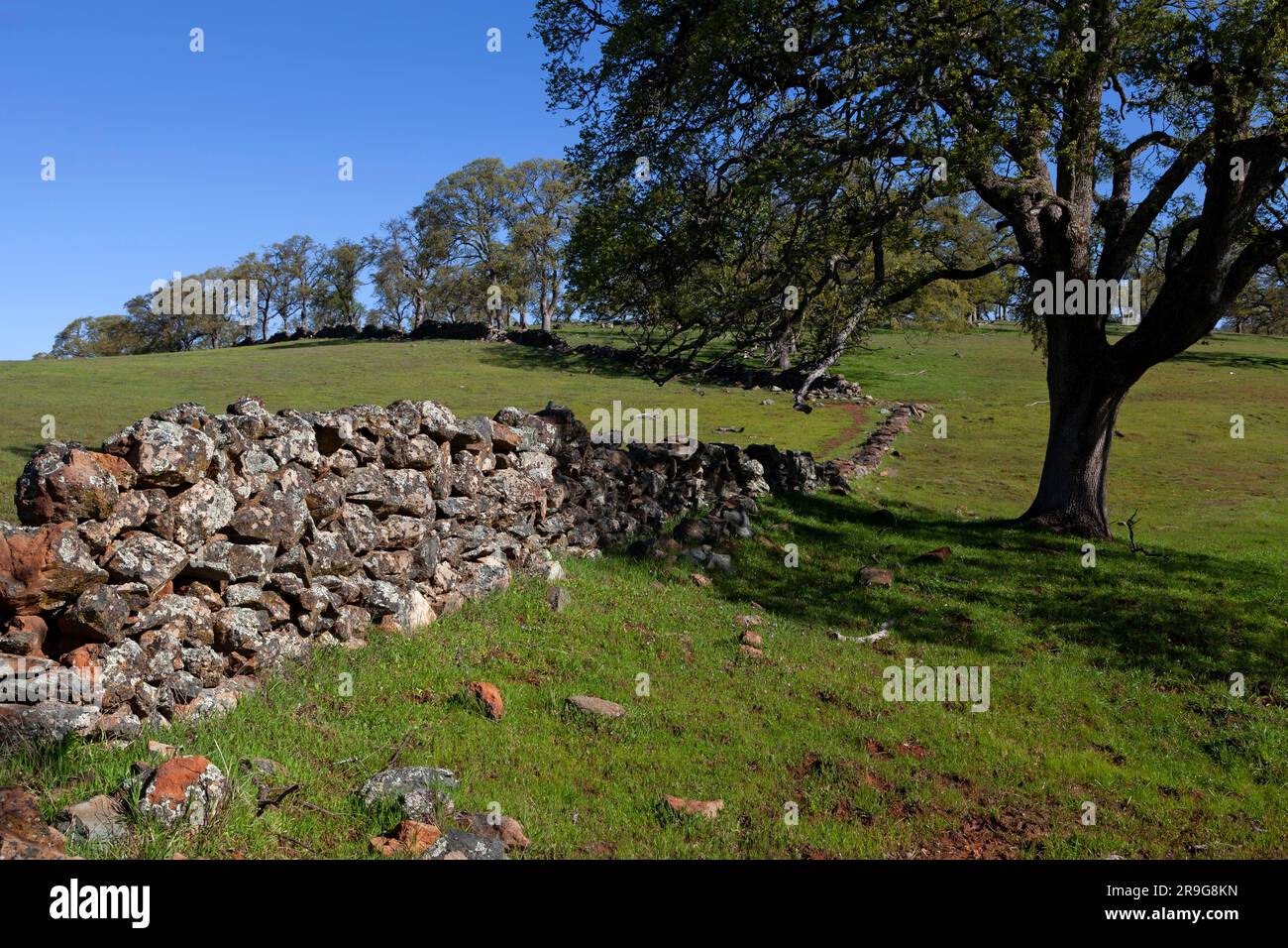 A fieldstone rock wall winds it way past an oak tree and up the green ...