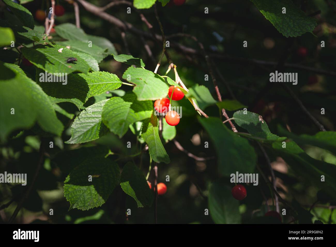 Picture of a cherry tree, with three red cherries, mature, in a pair ...