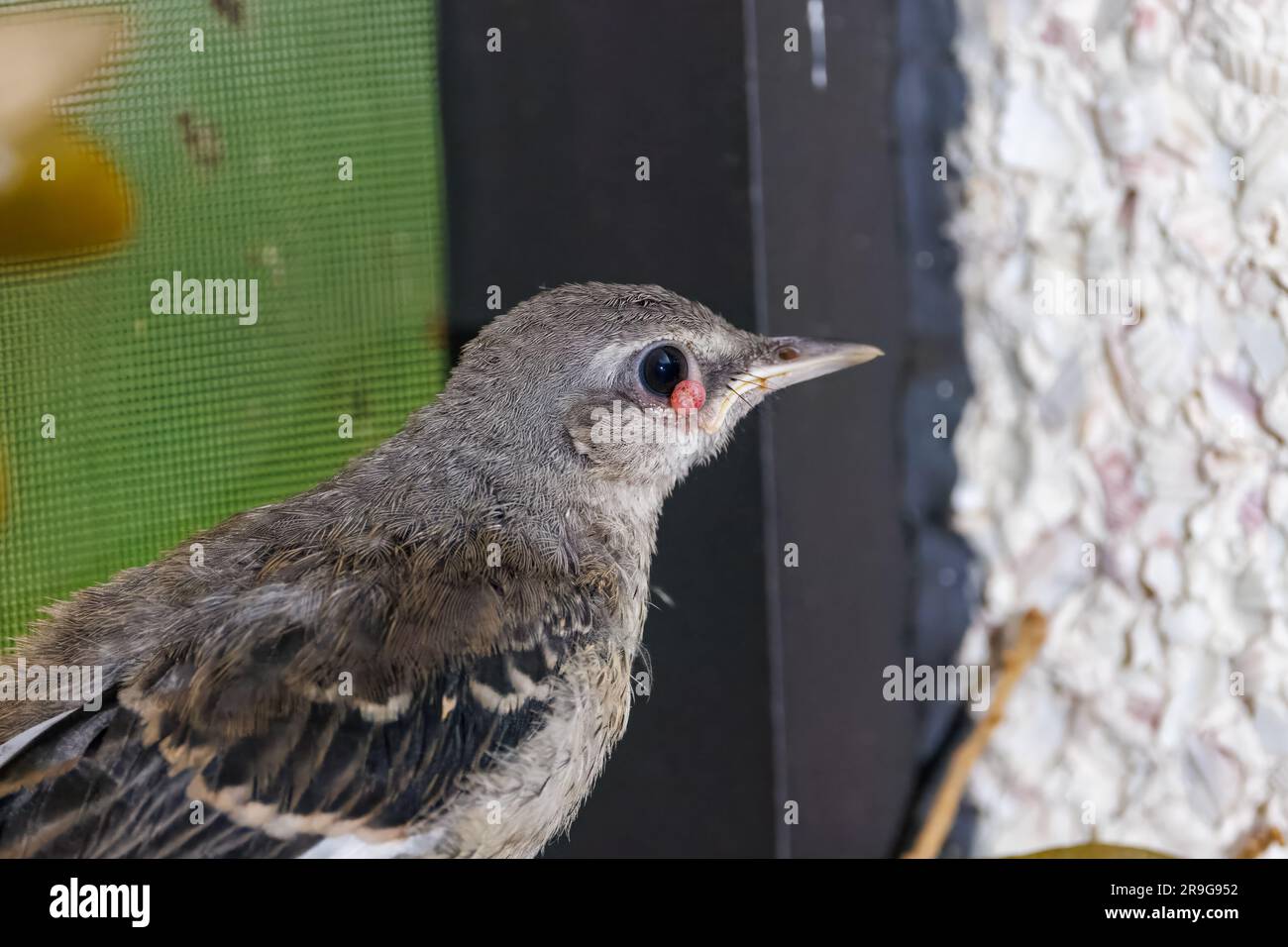 A baby mockingbird with a lesion from avian pox Stock Photo - Alamy
