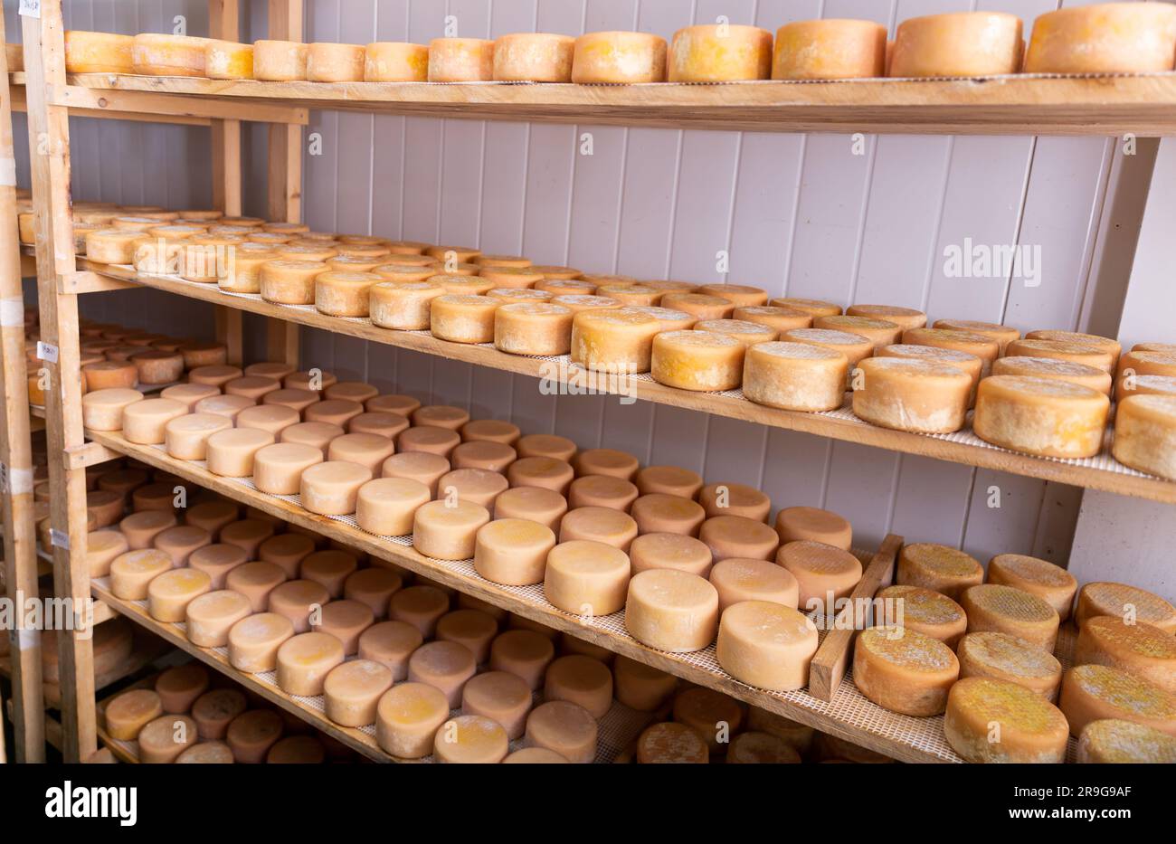 Artisanal cheese wheels hi-res stock photography and images - Alamy