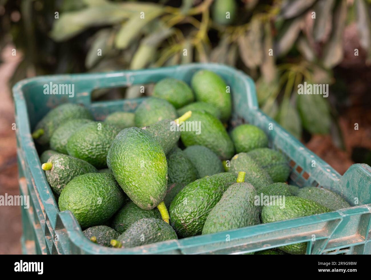 Ripe organic avocados in plastic boxes on plantation Stock Photo - Alamy