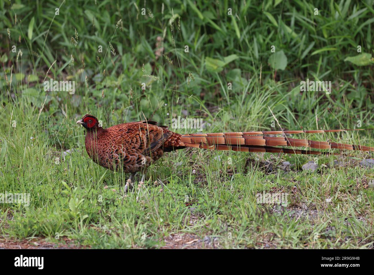 Copper Pheasant (Syrmaticus soemmerringii) ssp.soemmerringii, north ...