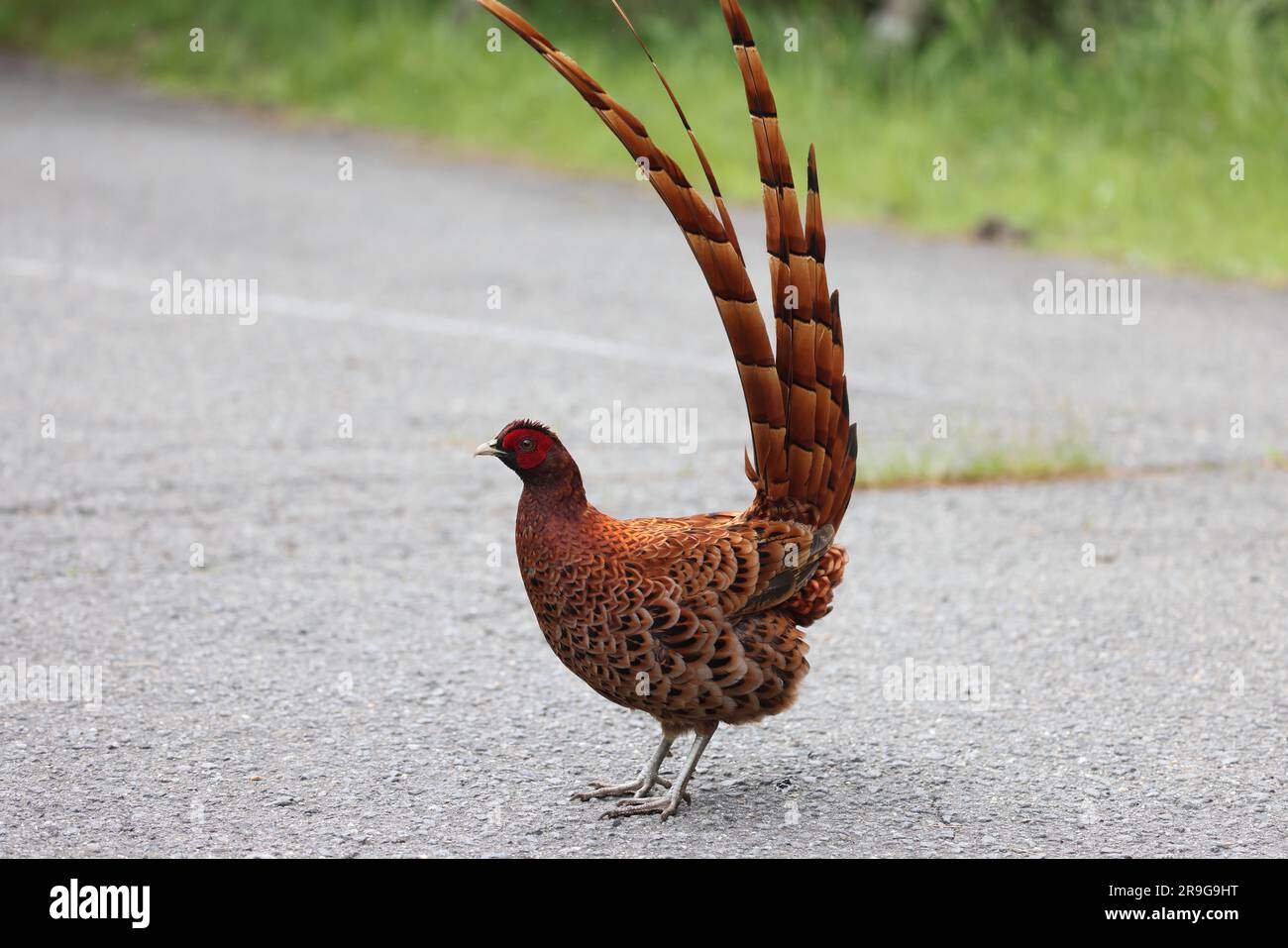 Copper Pheasant (Syrmaticus soemmerringii) ssp.soemmerringii, north ...