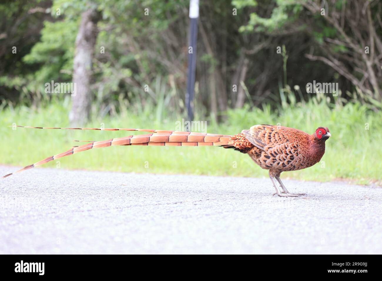 Copper Pheasant (Syrmaticus soemmerringii) ssp.soemmerringii, north ...