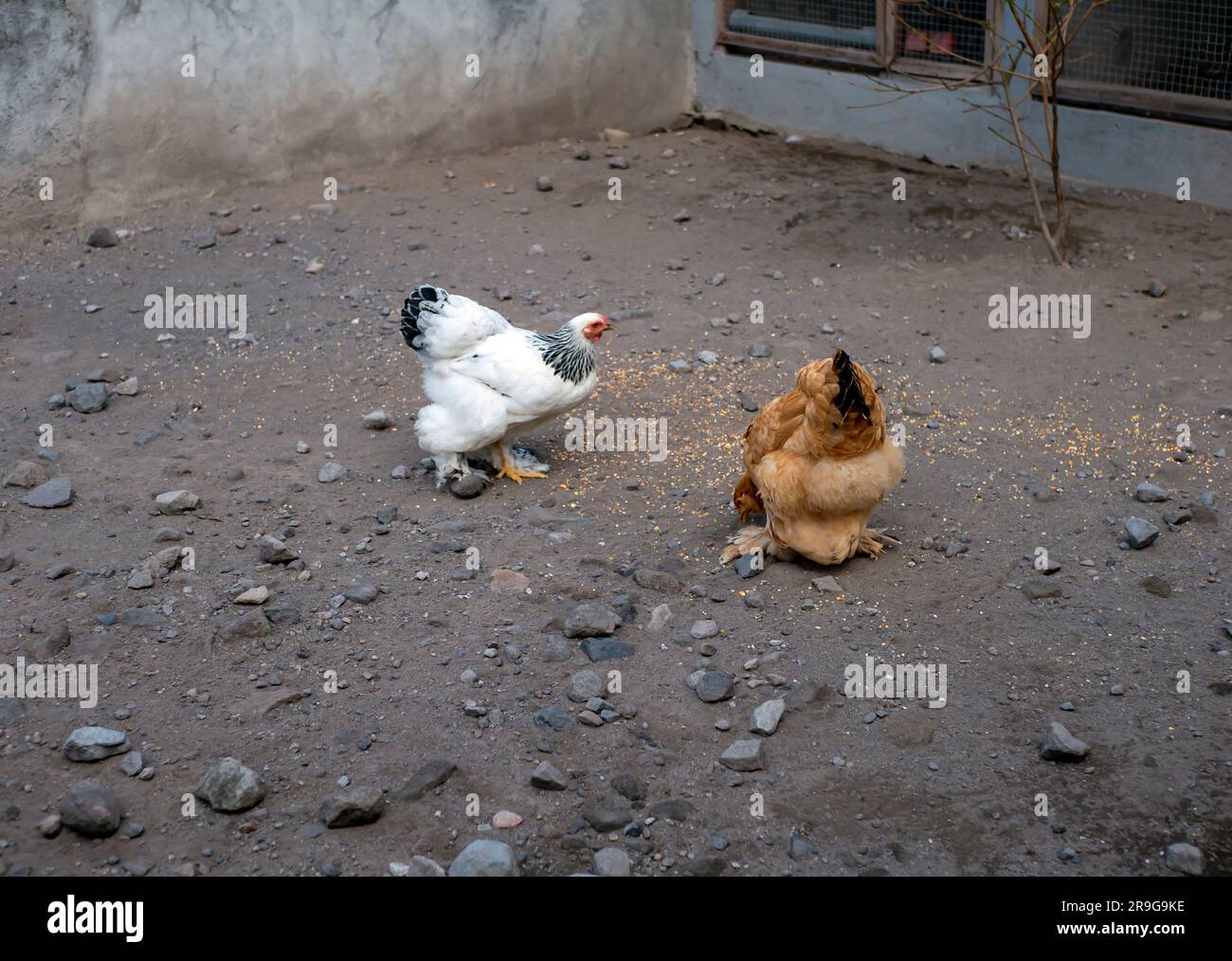 Chicken, hens looking for food in the back yard Stock Photo - Alamy