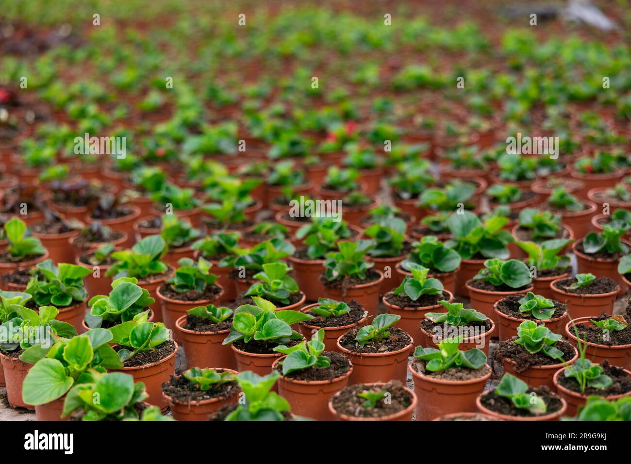 Evergreen begonias hi-res stock photography and images - Alamy