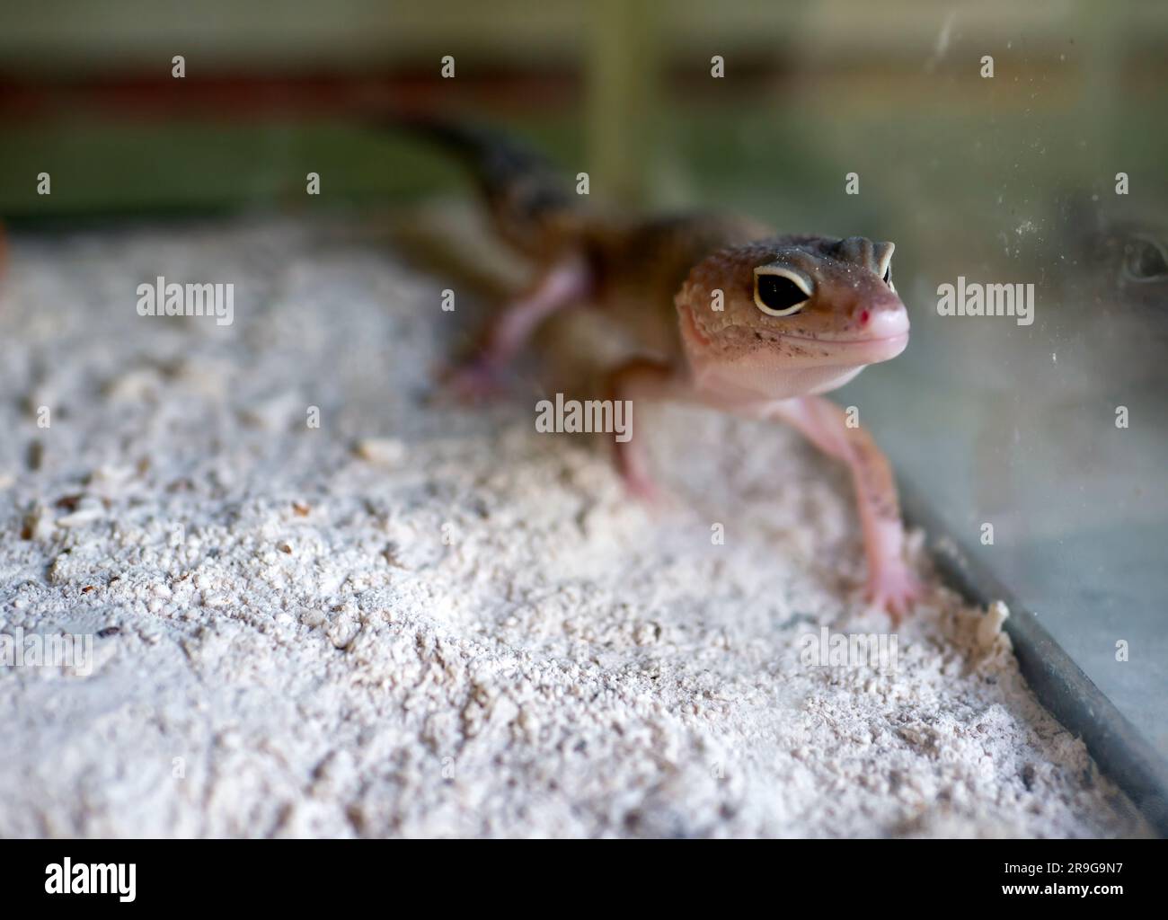 Beauty leopard gecko hi-res stock photography and images - Alamy