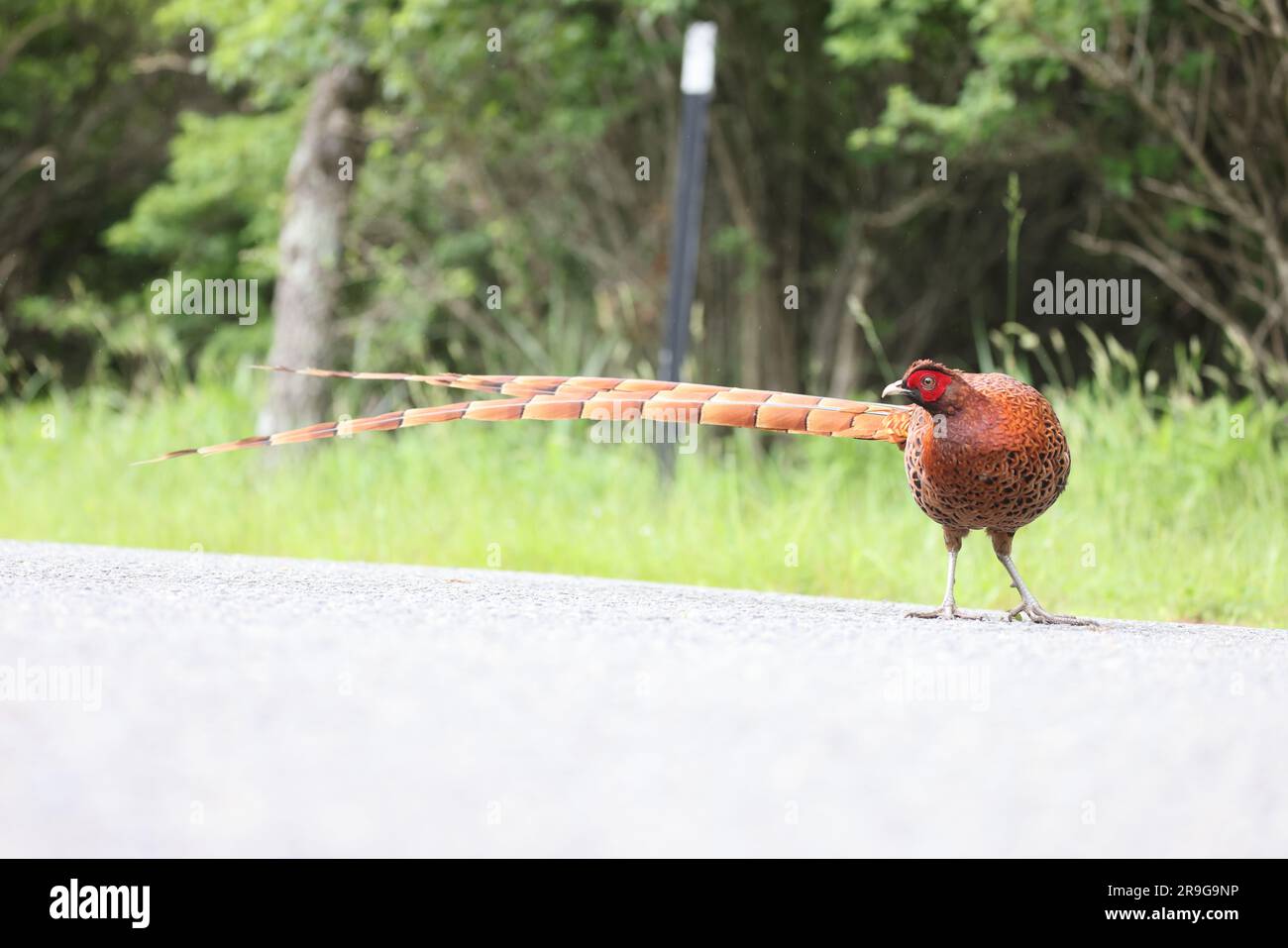 Copper Pheasant (Syrmaticus soemmerringii) ssp.soemmerringii, north ...