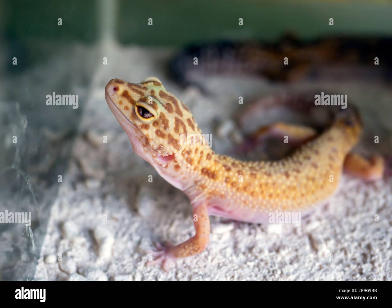 Beauty leopard gecko hi-res stock photography and images - Alamy