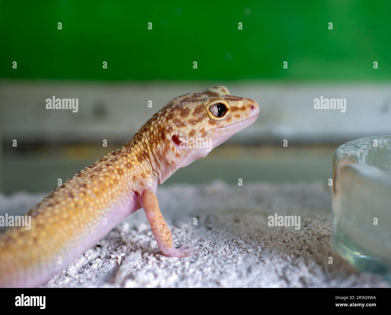 Beauty leopard gecko hi-res stock photography and images - Alamy