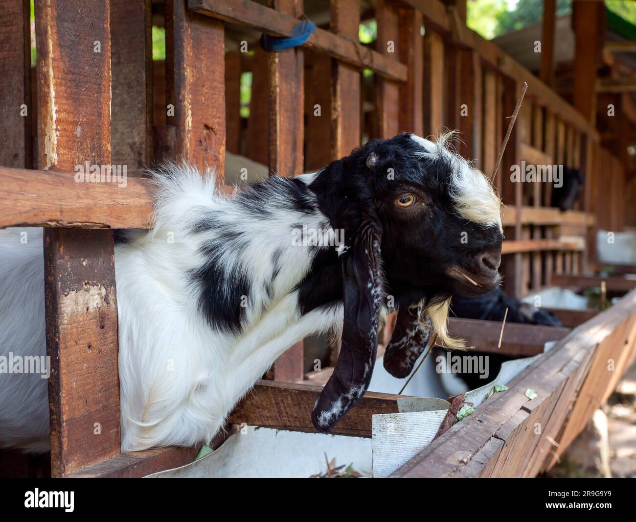 Eid al adha mubarak hi-res stock photography and images - Alamy