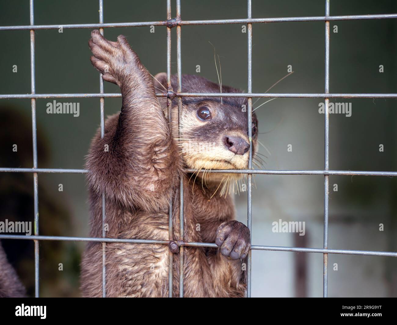 Close up of cute otters (Lutrinae) in a zoo cage in Yogyakarta ...