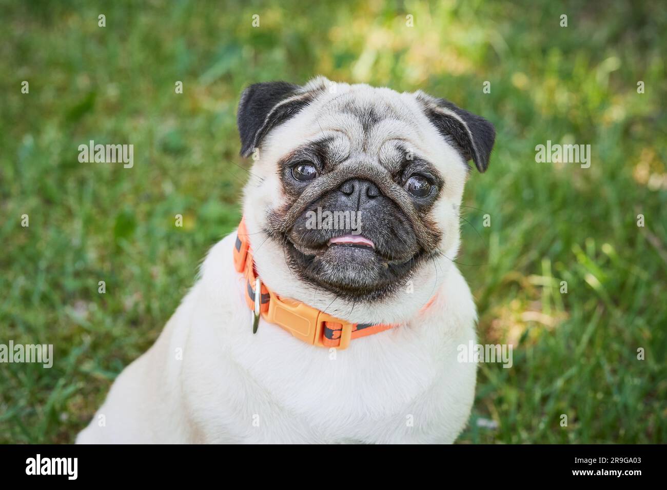Cute pug dog portrait on green grass background Stock Photo - Alamy