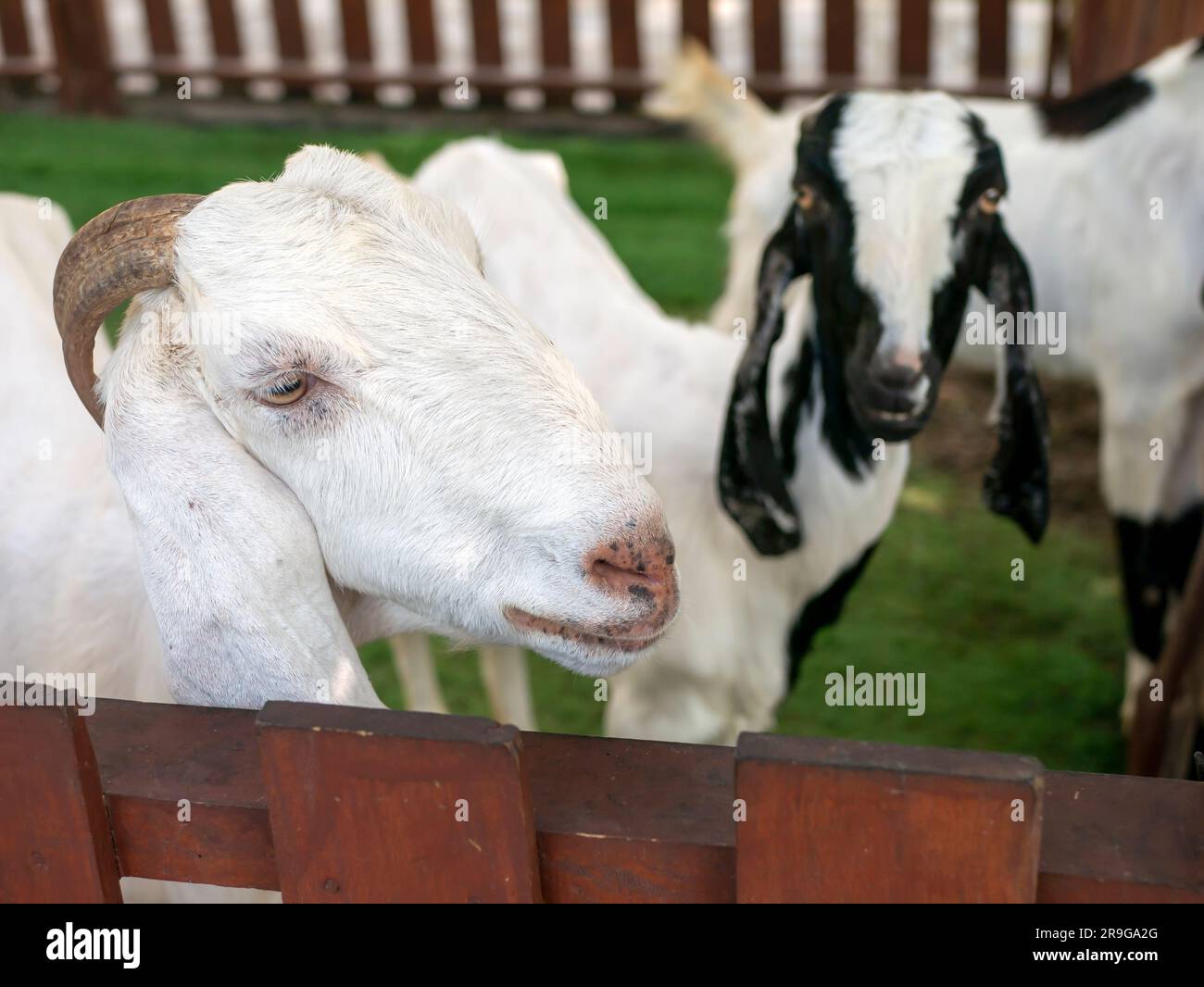Close up of Indonesian goats with horns on the farm ready for Ied ...