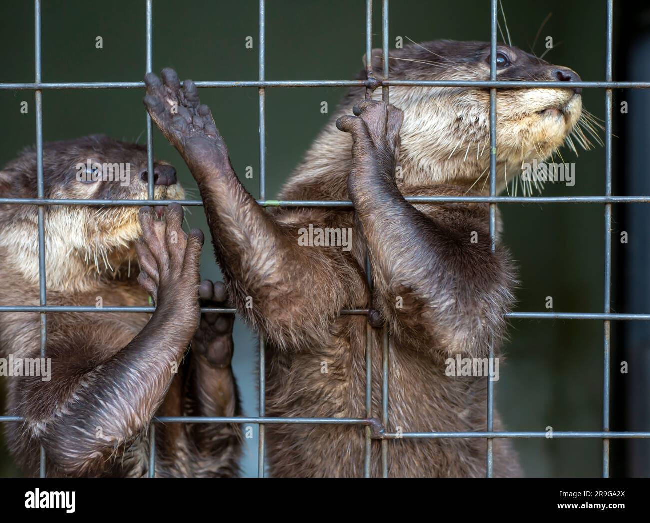 Close up of cute otters (Lutrinae) in a zoo cage in Yogyakarta ...