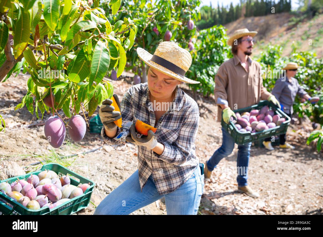 Female gardener checking ripeness of mangoes during harvest Stock Photo ...
