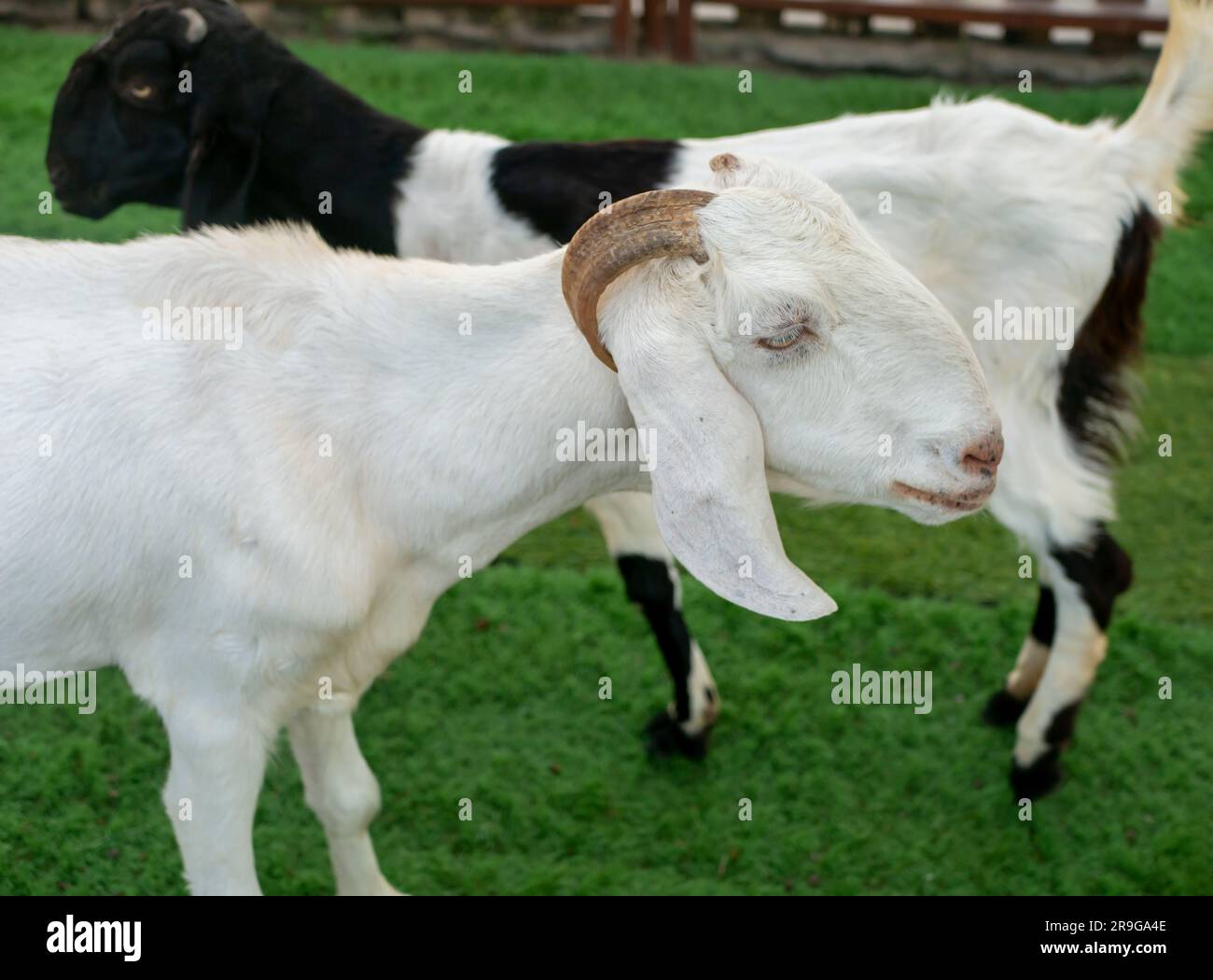 Close up of Indonesian goats with horns on the farm ready for Ied ...
