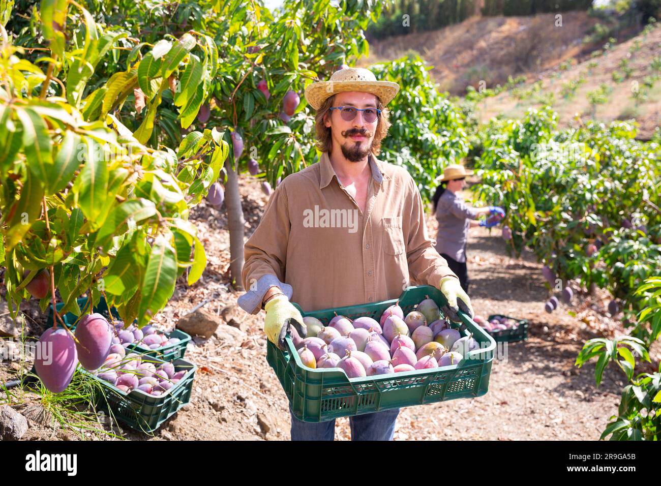 Gardener with box of ripe mangoes during harvest in orchard Stock Photo ...