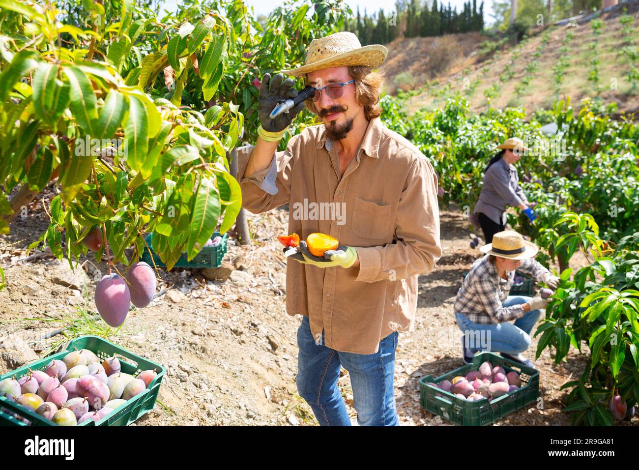Farmer measure mango sweetness with refractometer Stock Photo - Alamy