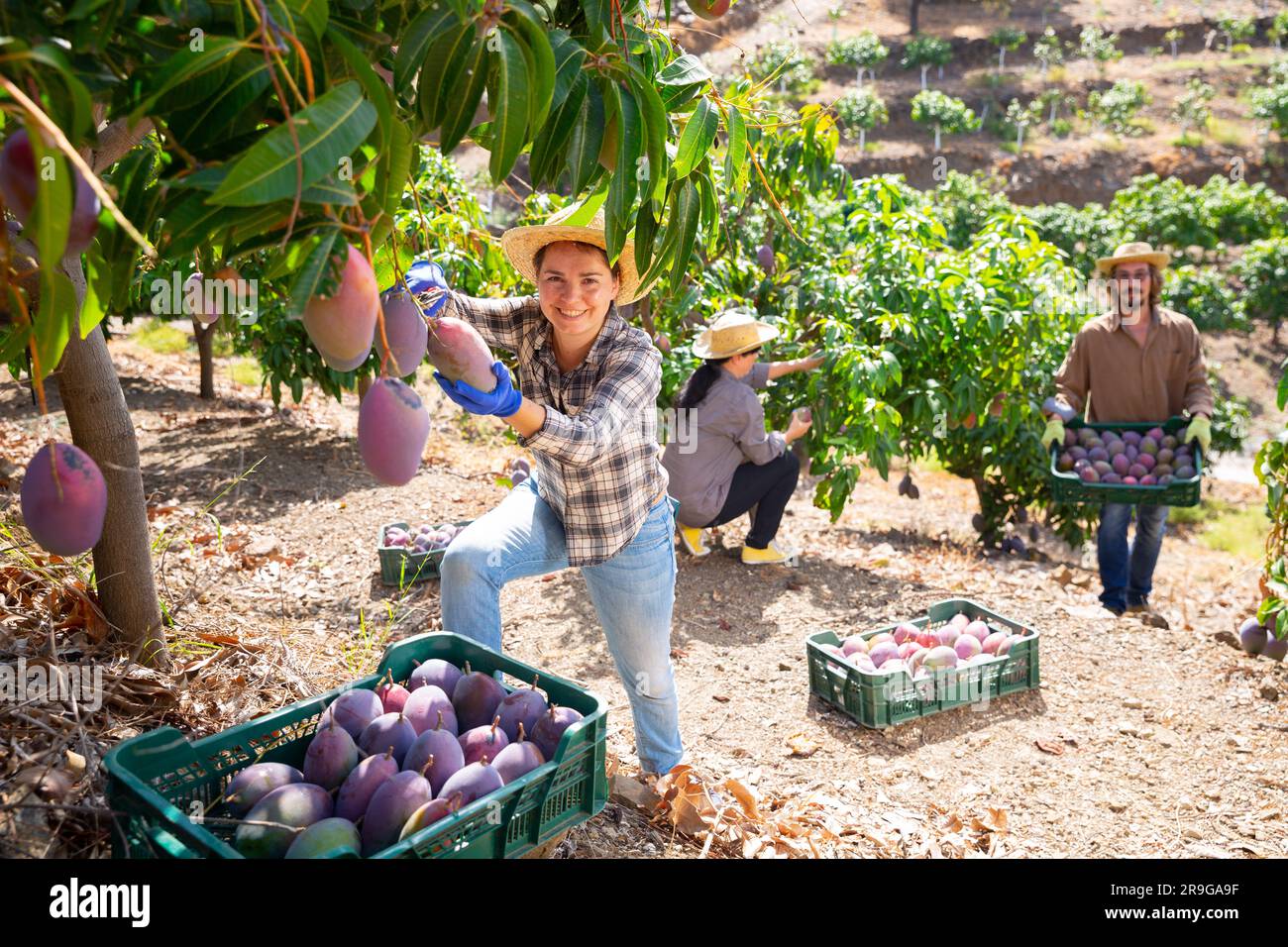 Farmer harvesting mangoes in mango hi-res stock photography and images ...
