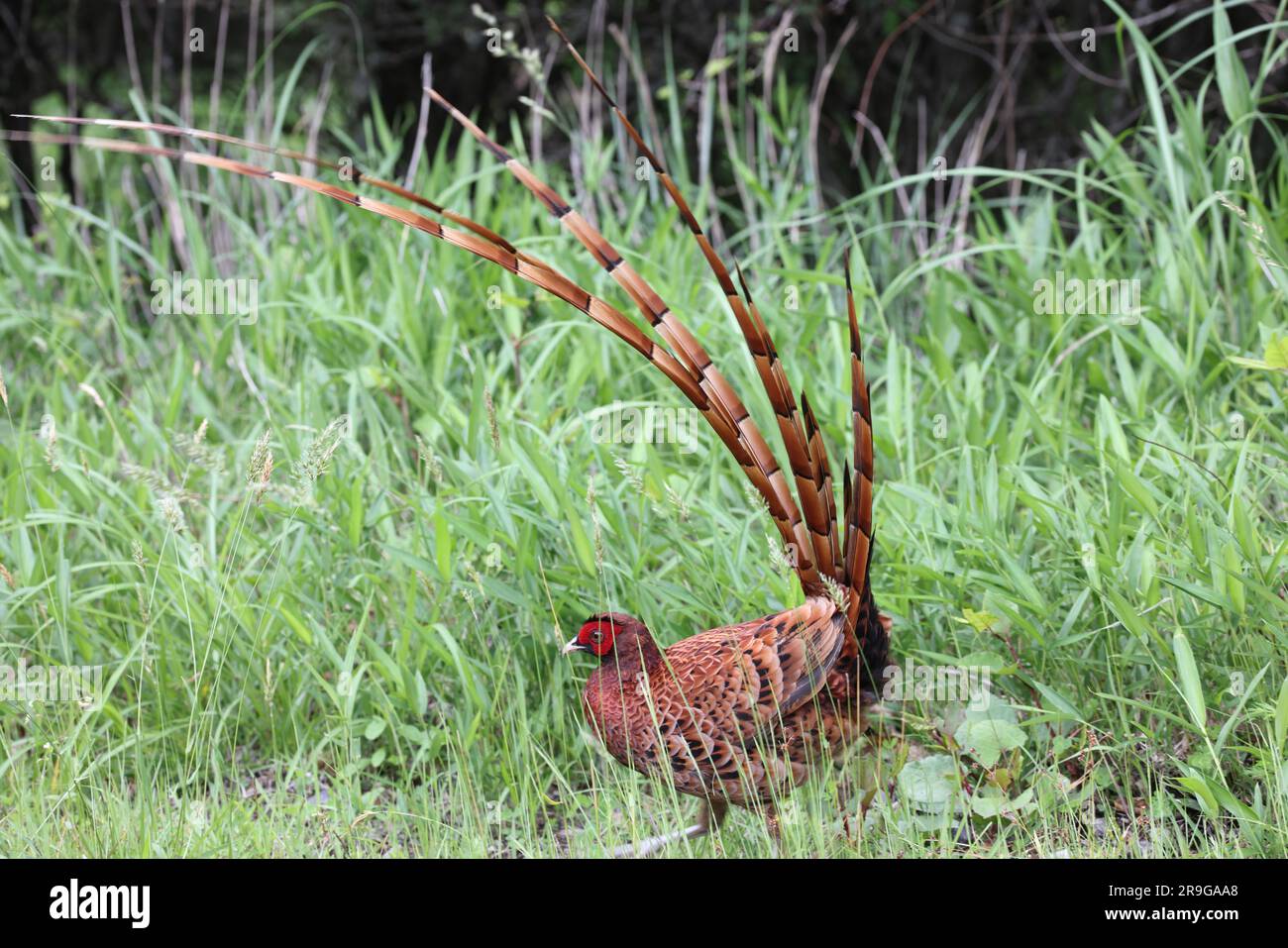 Copper Pheasant (Syrmaticus soemmerringii) ssp.soemmerringii, north ...