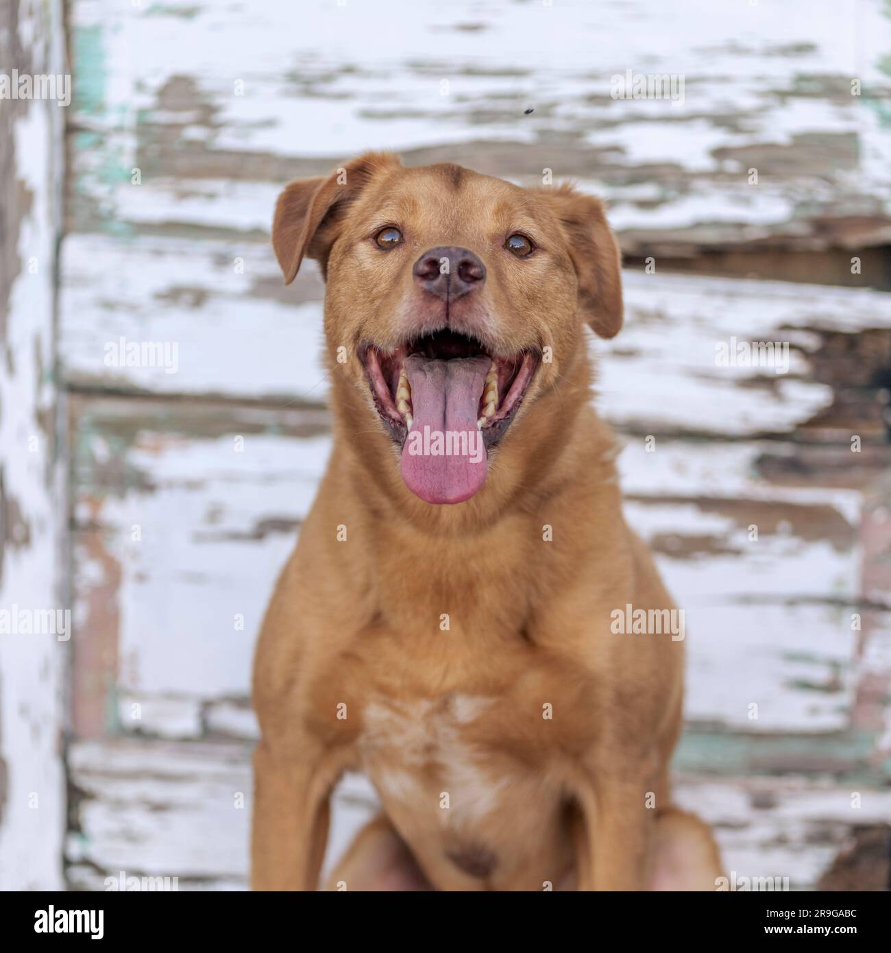 Red mixed breed dog in front of old wood siding smiling for a portrait ...