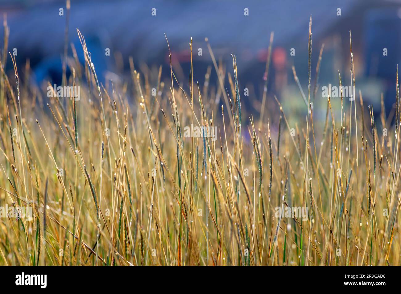 Golden grass, Chloris virgata, feather fingergrass, feathery Rhodes ...