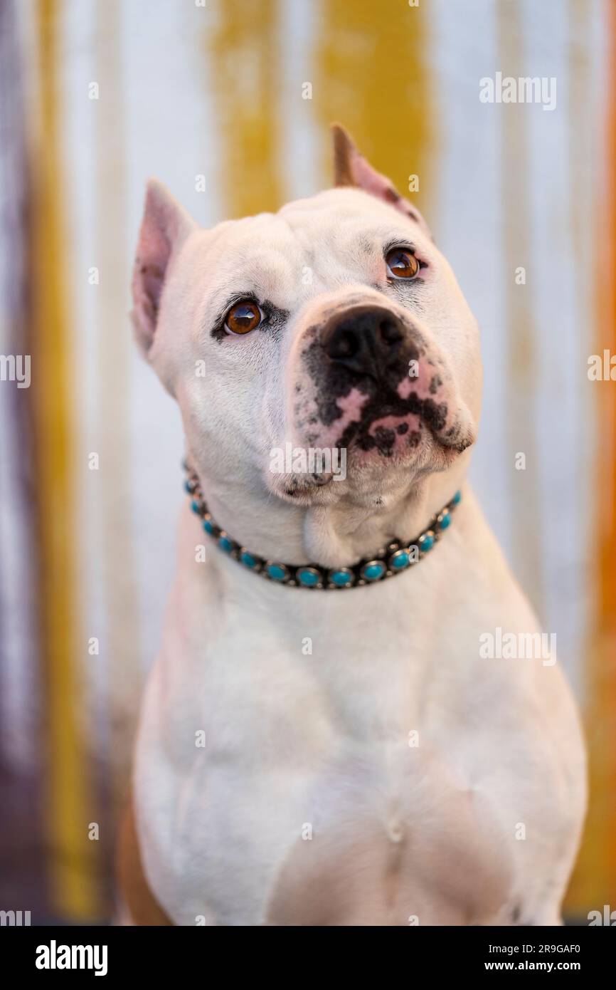 White American Staffordshire Terrier posing for a portrait in front of ...