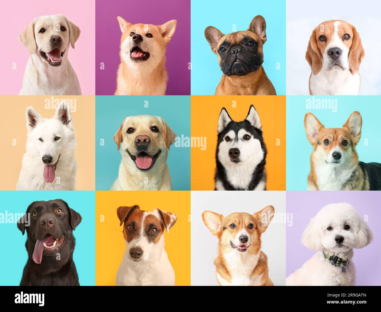 Collage with different dogs on color background Stock Photo - Alamy