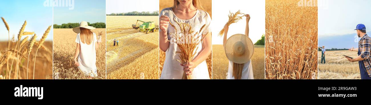 Collage of farmers and wheat field Stock Photo - Alamy
