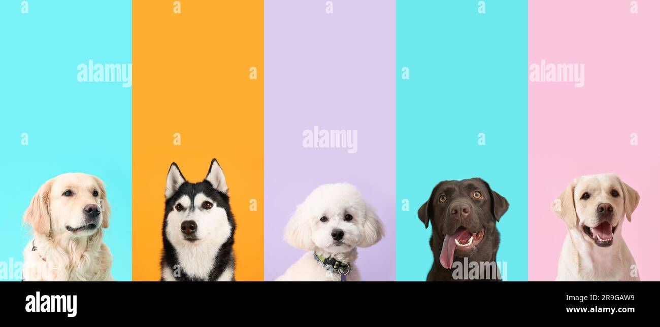 Set of different dogs on color background Stock Photo - Alamy