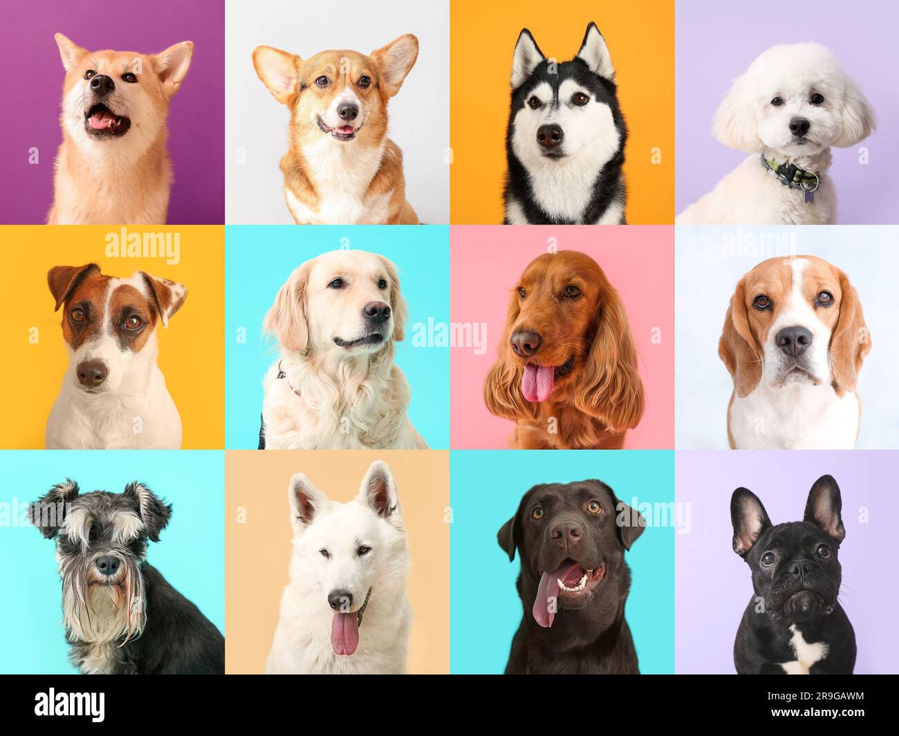 Collage with different dogs on color background Stock Photo - Alamy
