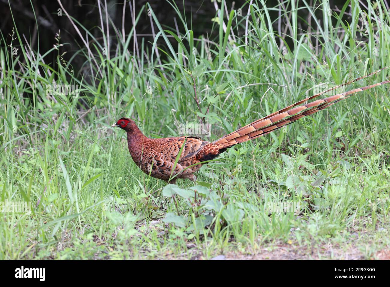 Copper Pheasant (Syrmaticus soemmerringii) ssp.soemmerringii, north ...