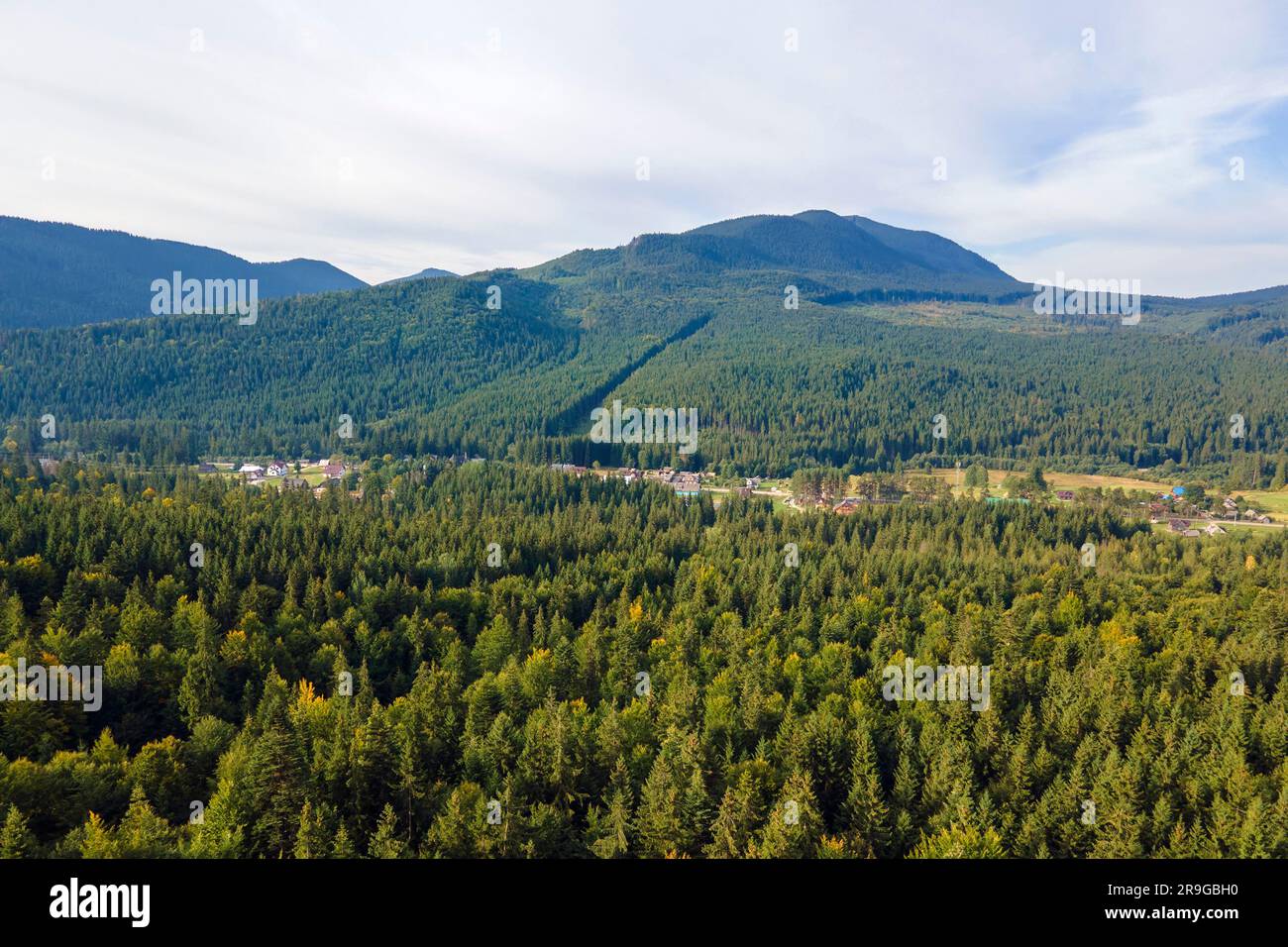 Aerial view of green pine forest with dark spruce trees covering ...
