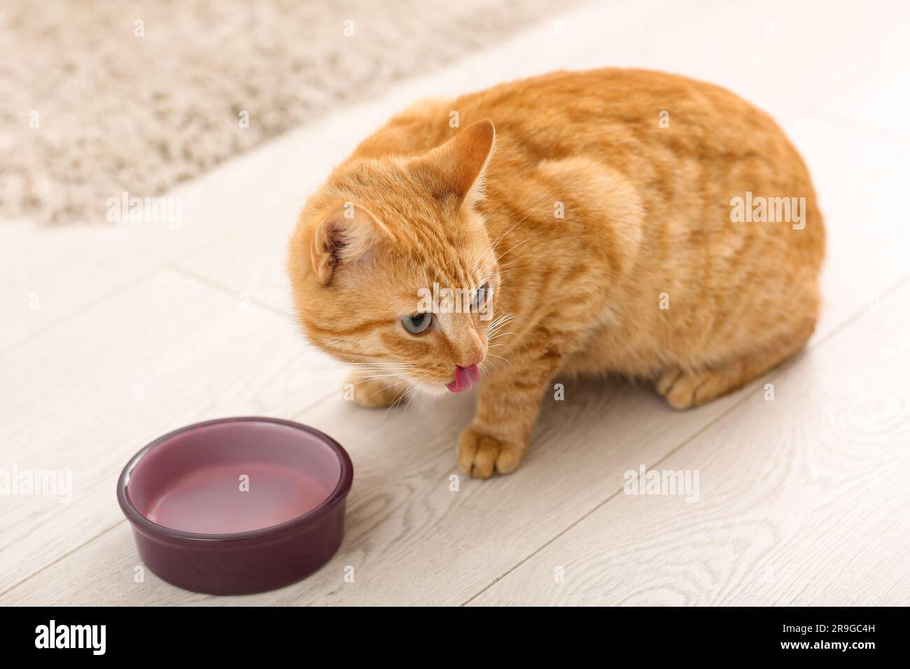 Cute ginger cat eating at home Stock Photo - Alamy