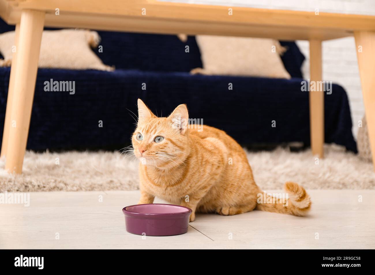 Cute ginger cat eating from bowl at home Stock Photo - Alamy