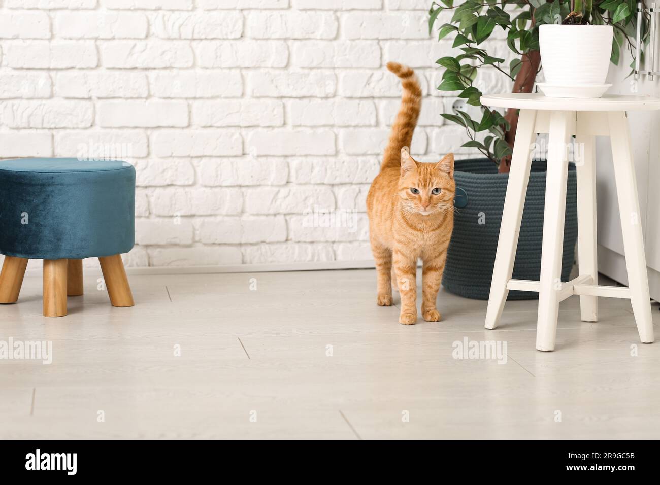 Cute ginger cat at home Stock Photo - Alamy