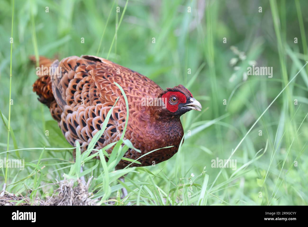 Copper Pheasant (Syrmaticus soemmerringii) ssp.soemmerringii, north ...