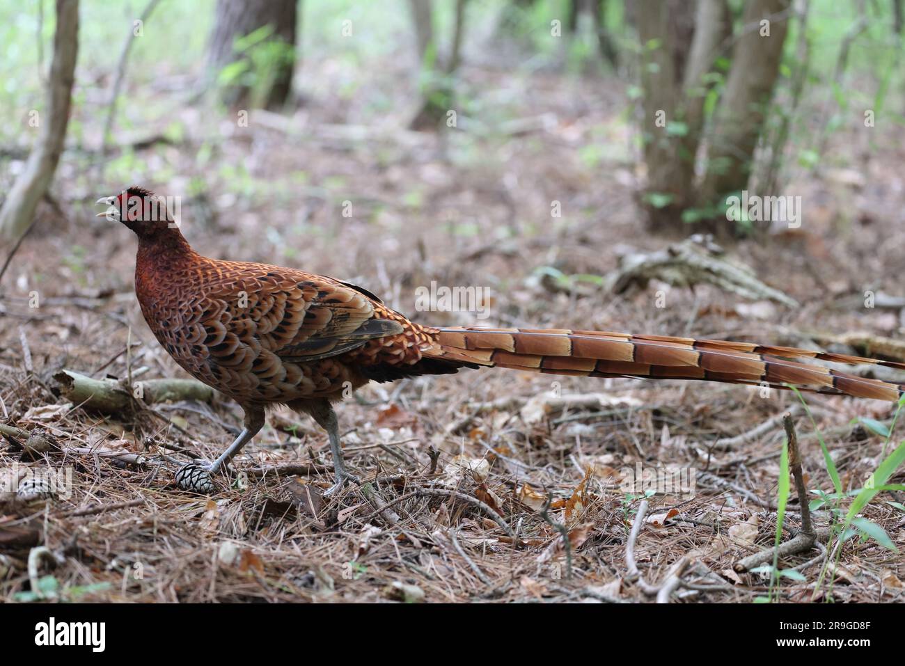 Copper Pheasant (Syrmaticus soemmerringii) ssp.soemmerringii, north ...