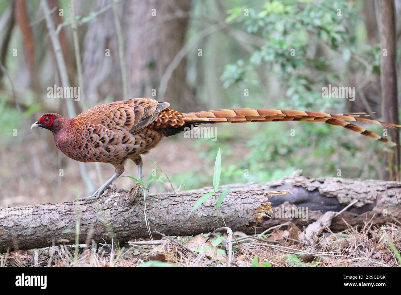 Copper Pheasant (Syrmaticus soemmerringii) ssp.soemmerringii, north ...