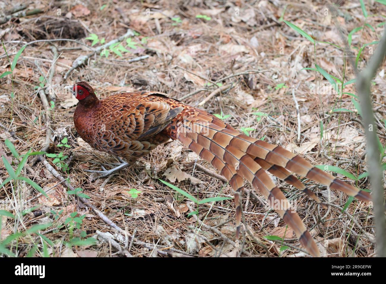 Copper Pheasant (Syrmaticus soemmerringii) ssp.soemmerringii, north ...