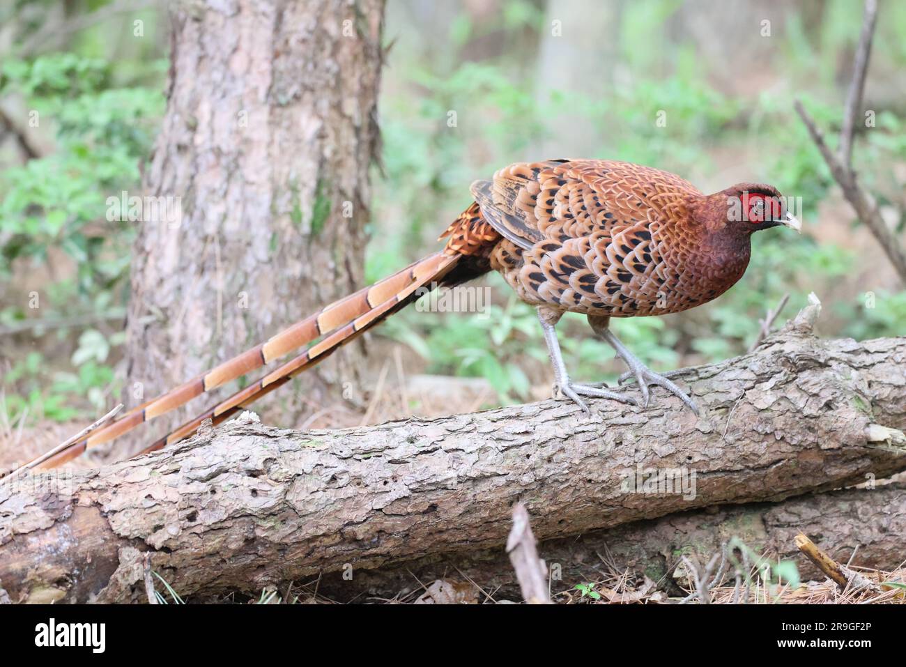 Copper Pheasant (Syrmaticus soemmerringii) ssp.soemmerringii, north ...