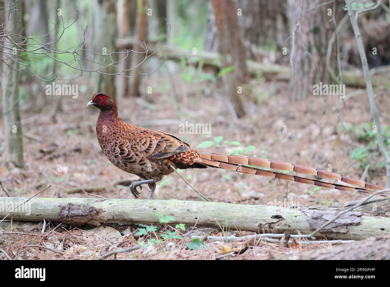 Copper Pheasant (Syrmaticus soemmerringii) ssp.soemmerringii, north ...